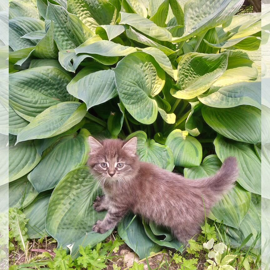 Котенок в добрые руки