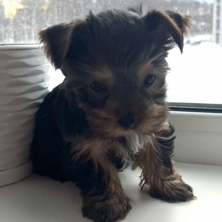 Йоркширский терьер, щенок