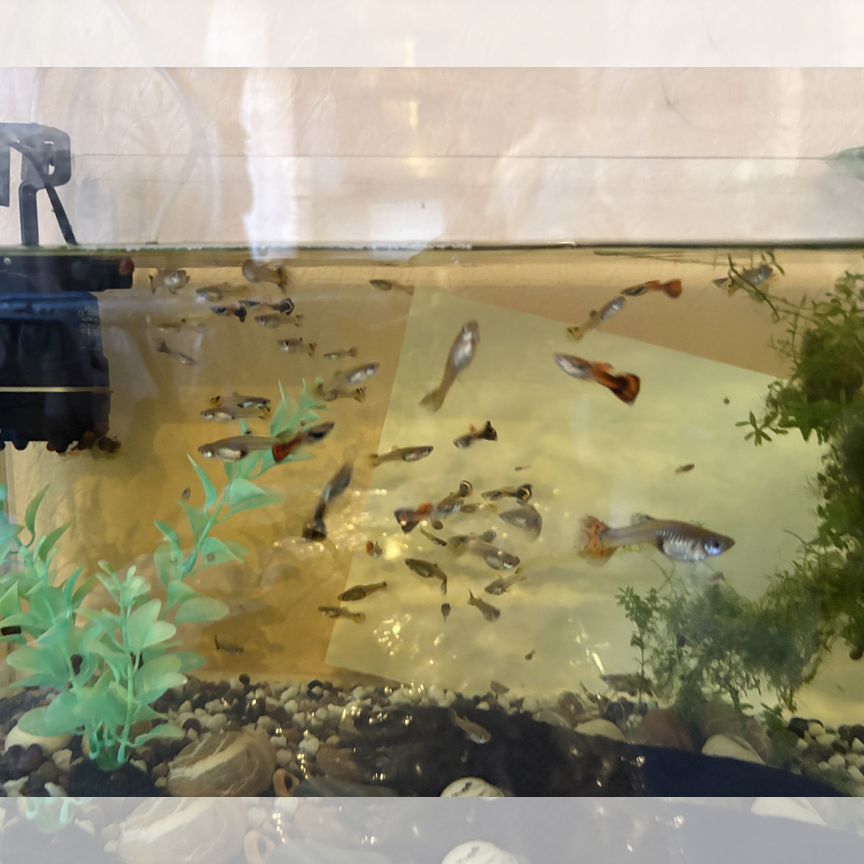 Рыбки гуппи