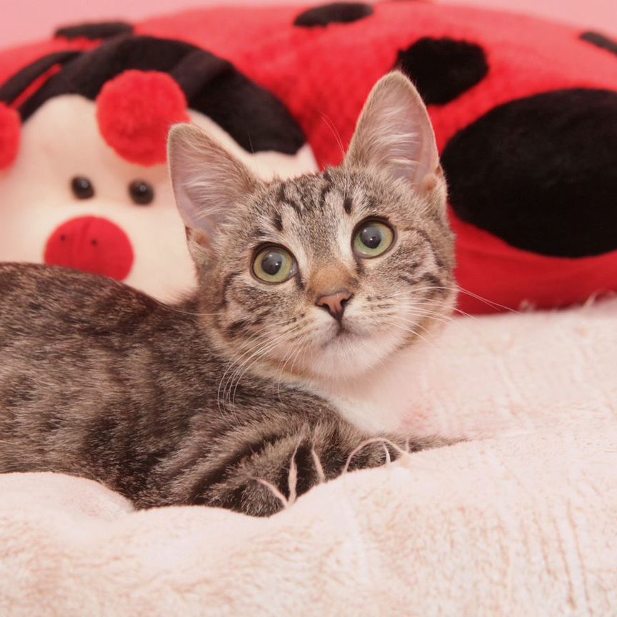 Митяй- полосатенькое чудо