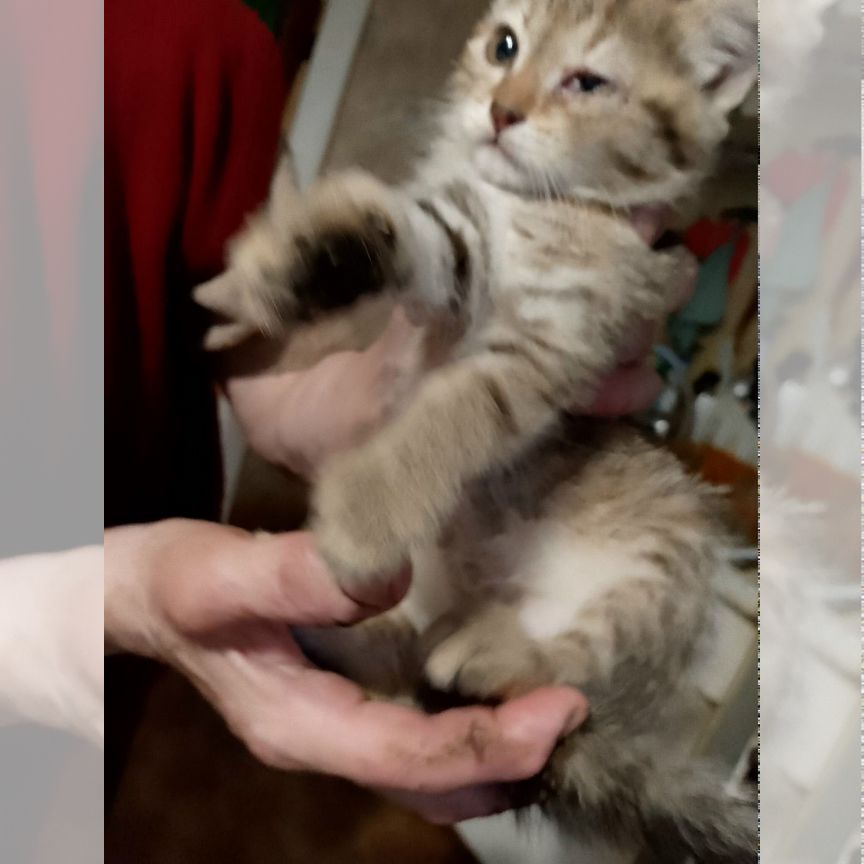 Котёнок в добрые руки