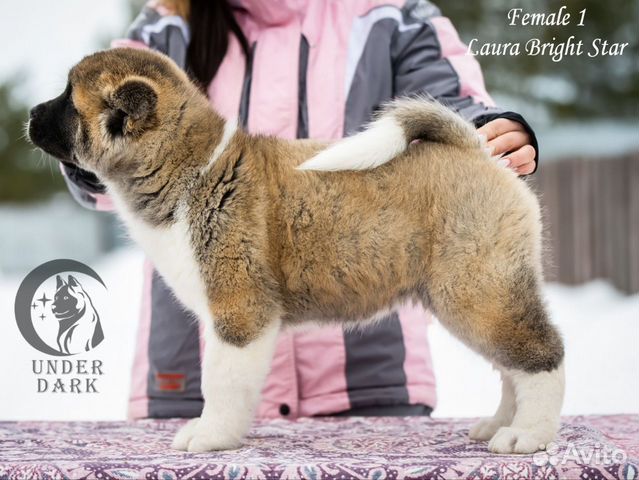 Щенки американской акиты купить в Москве | Животные и зоотовары | Авито