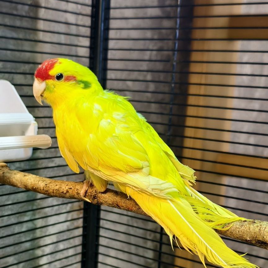 Попугай какарик