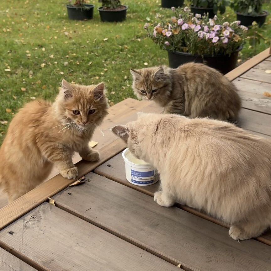 Котята в добрые руки