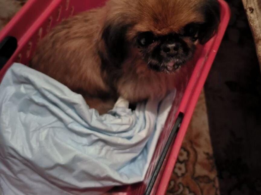 Найдена собака