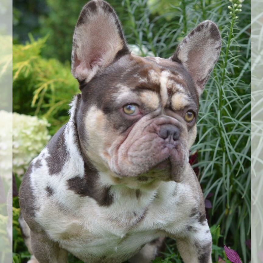 Французский бульдог, вязка