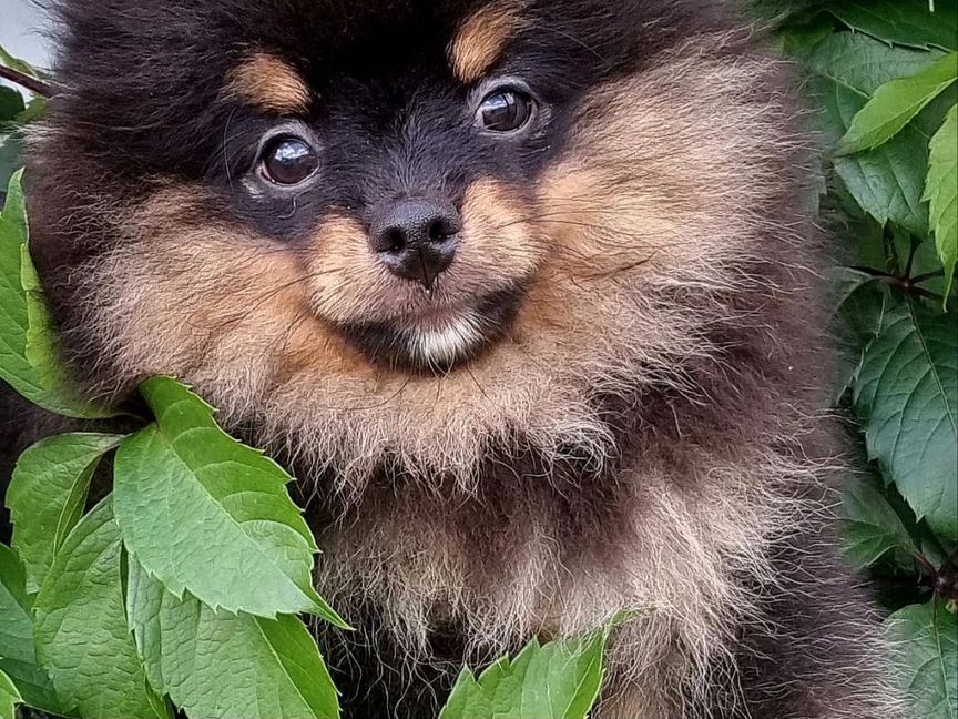 Померанский шпиц мини щенок