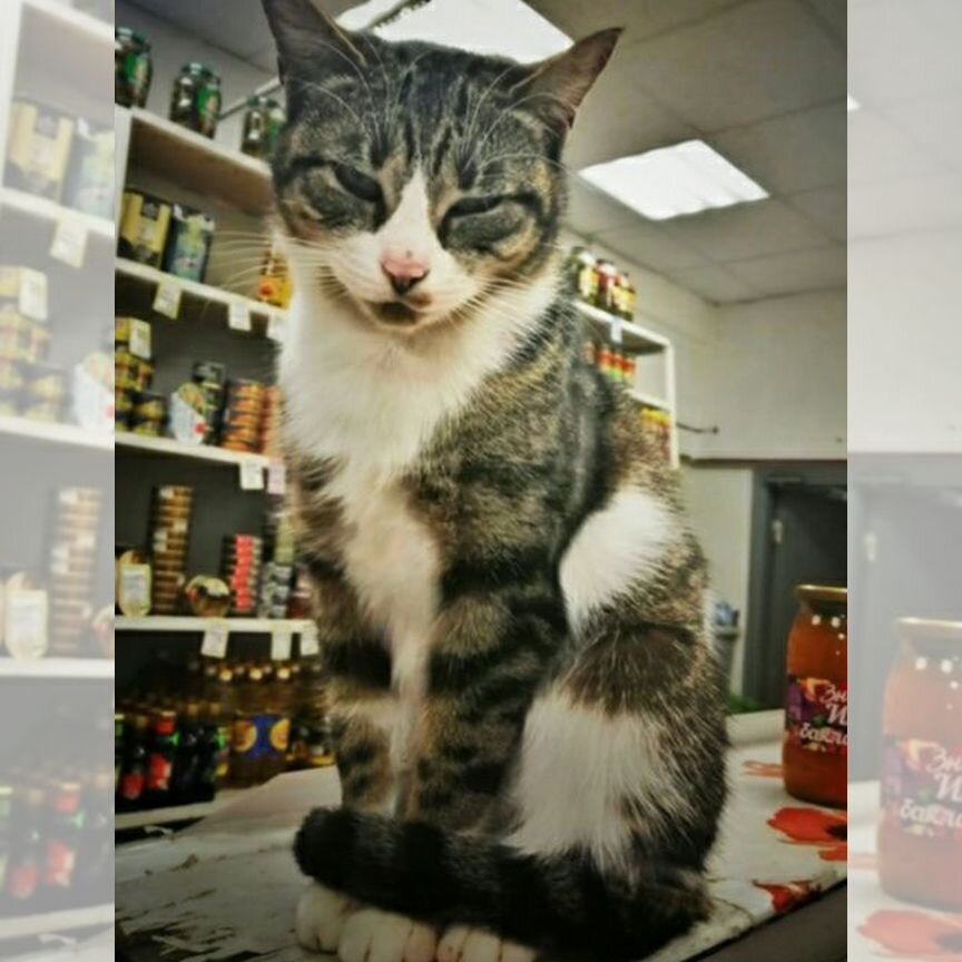 Отдадим кошечку