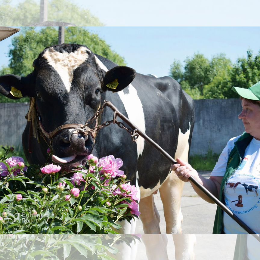 Семя племенных быков