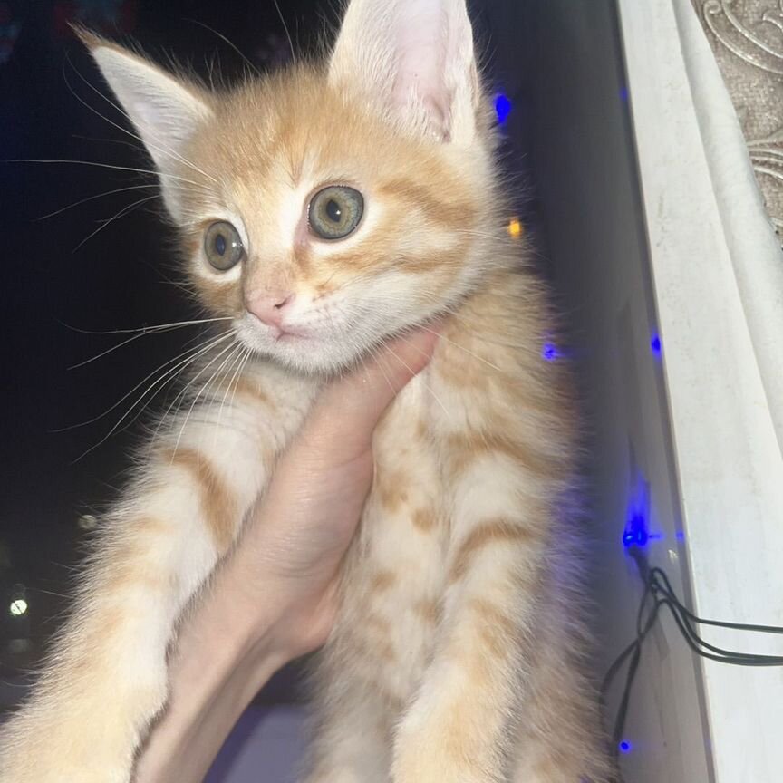 Мейн-кун котёнок