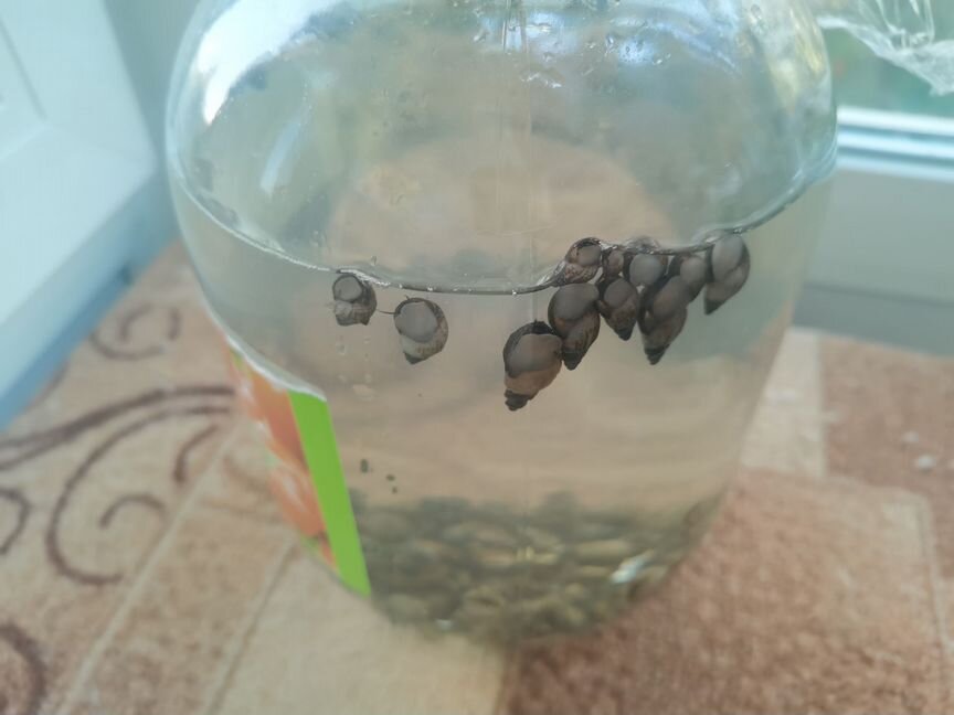 Аквариумные улитки