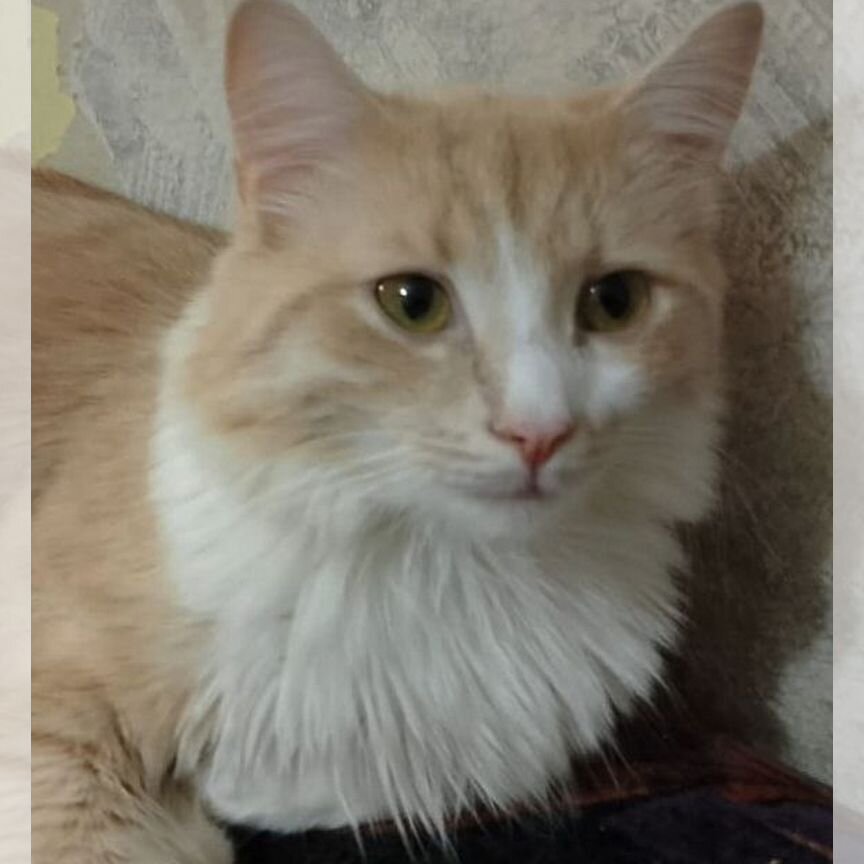 Рыжий котик