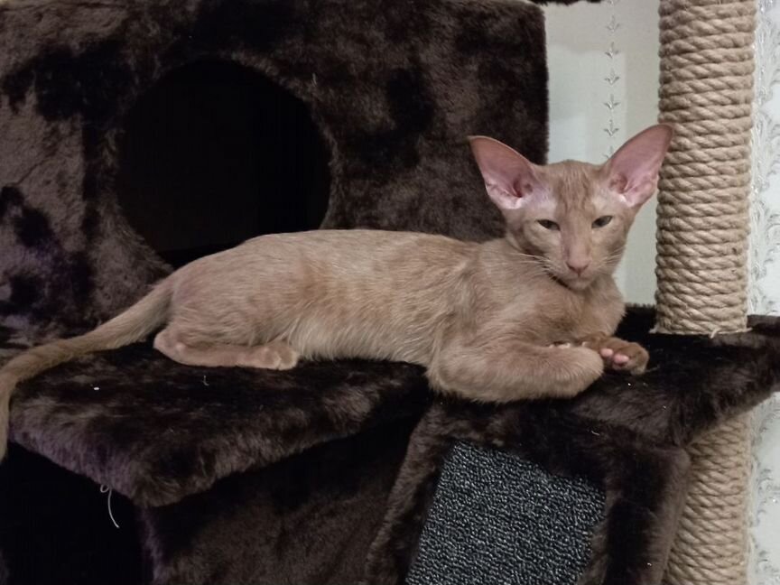 Ориентальные кошечки с документами