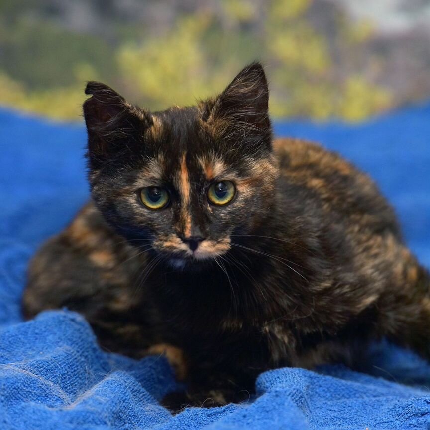 Не красивая