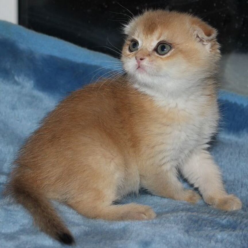 Шотландский вислоухий короткошёрстный котёнок