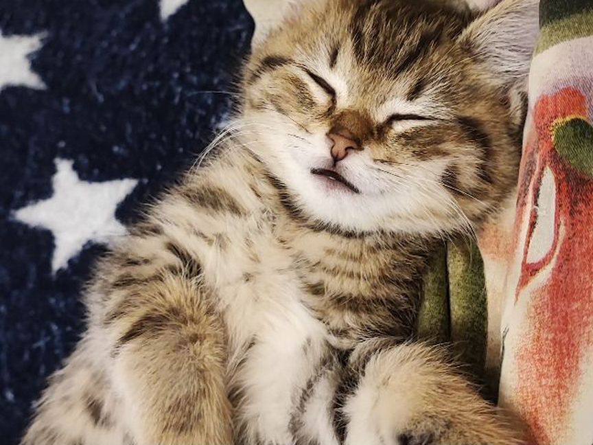 Британские котята