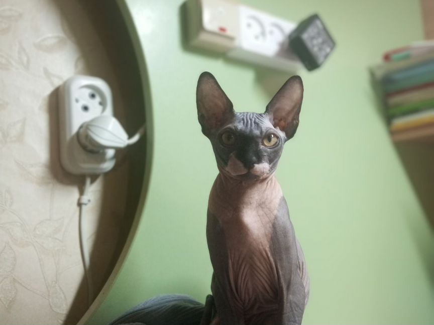 Канадский сфинкс