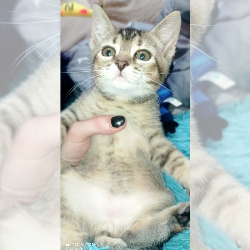 Котёнок в добрые руки