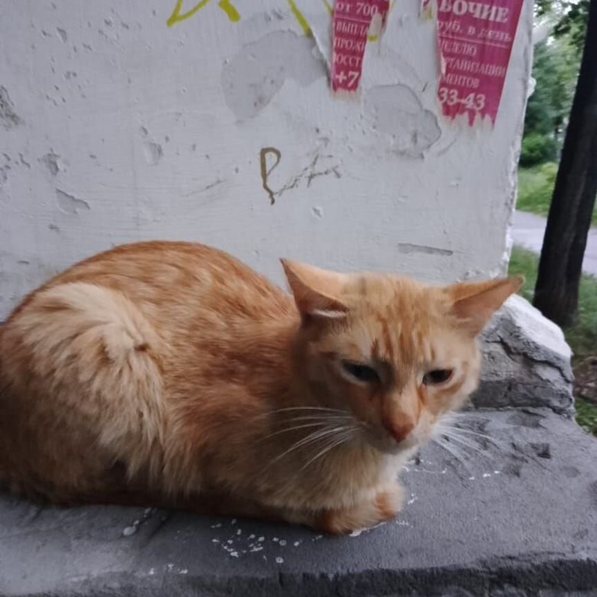 Кот рыжий