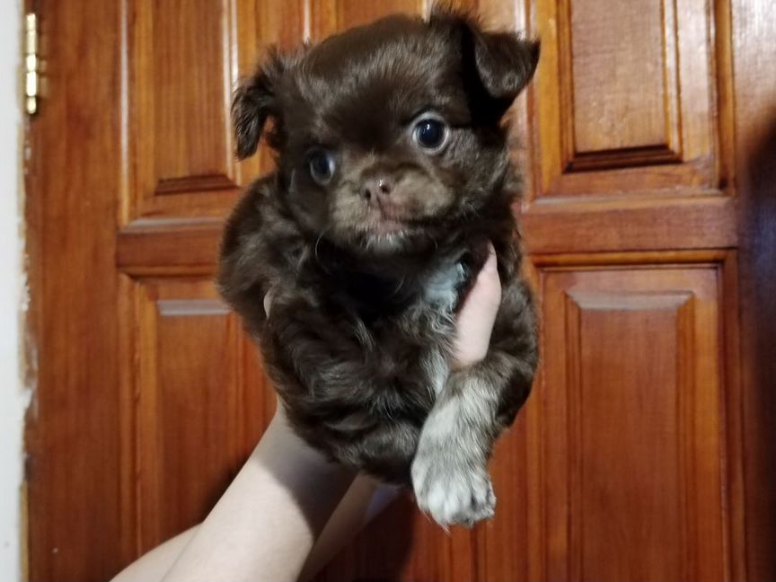 Щенки чихуахуа длинношерстные