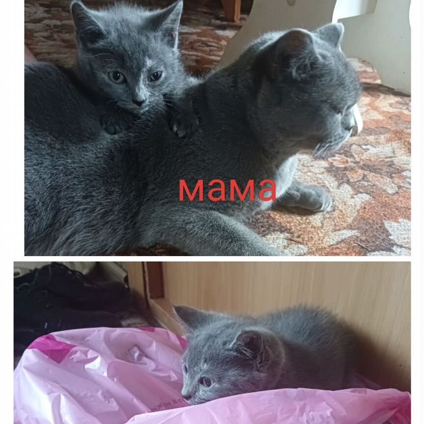 Шотландский прямоухий короткошёрстный котёнок