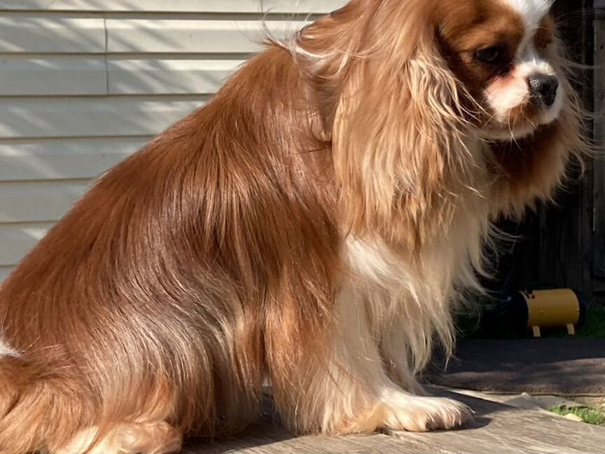 Кавалер кинг чарльз спаниель вязка