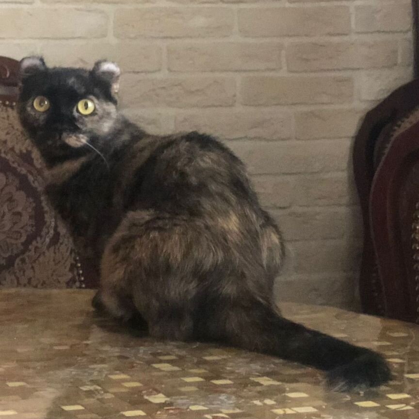 Котята манчкин