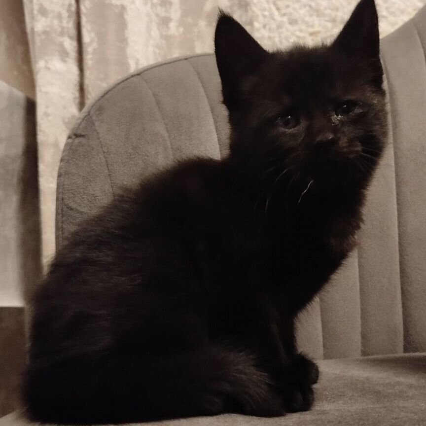 Мейн-кун котёнок