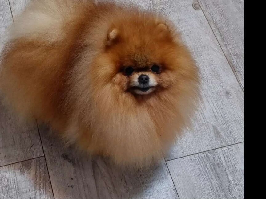 Вязка. Шикарный кобель Чемпон России