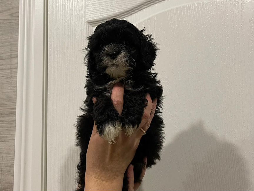 Шипу, мальтипу