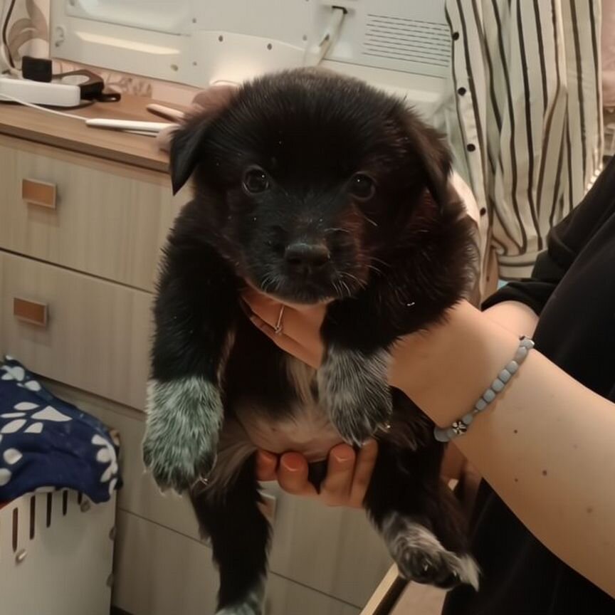 Сибирский хаски, щенок