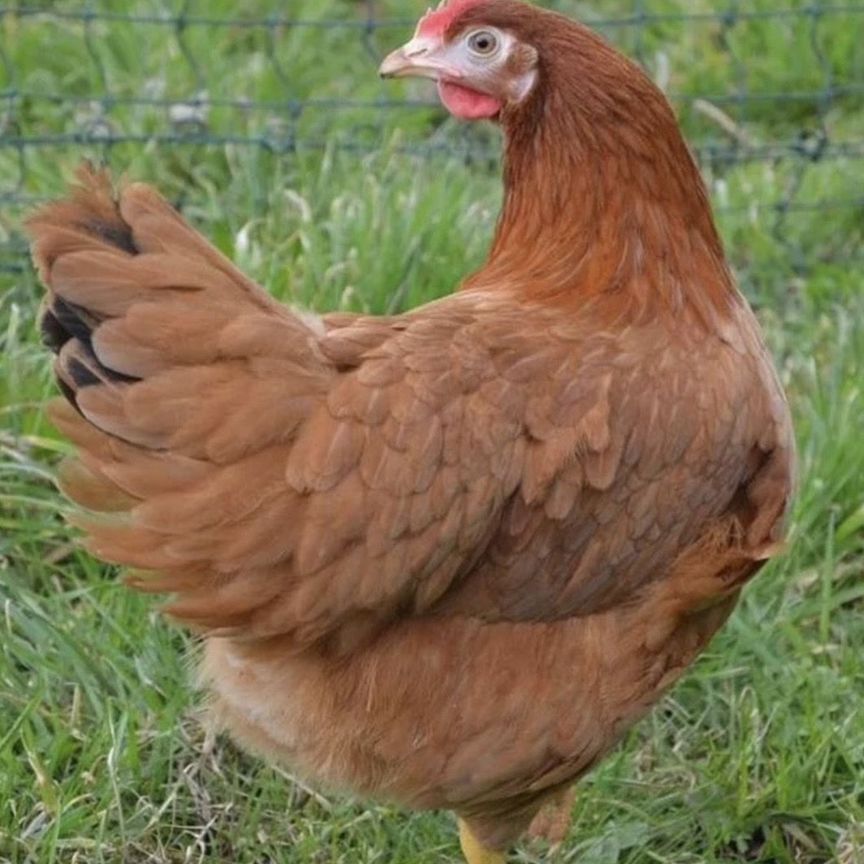 Куры молодки несушки