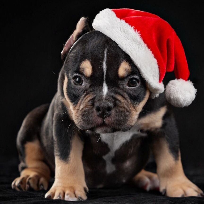 Американский булли, щенок