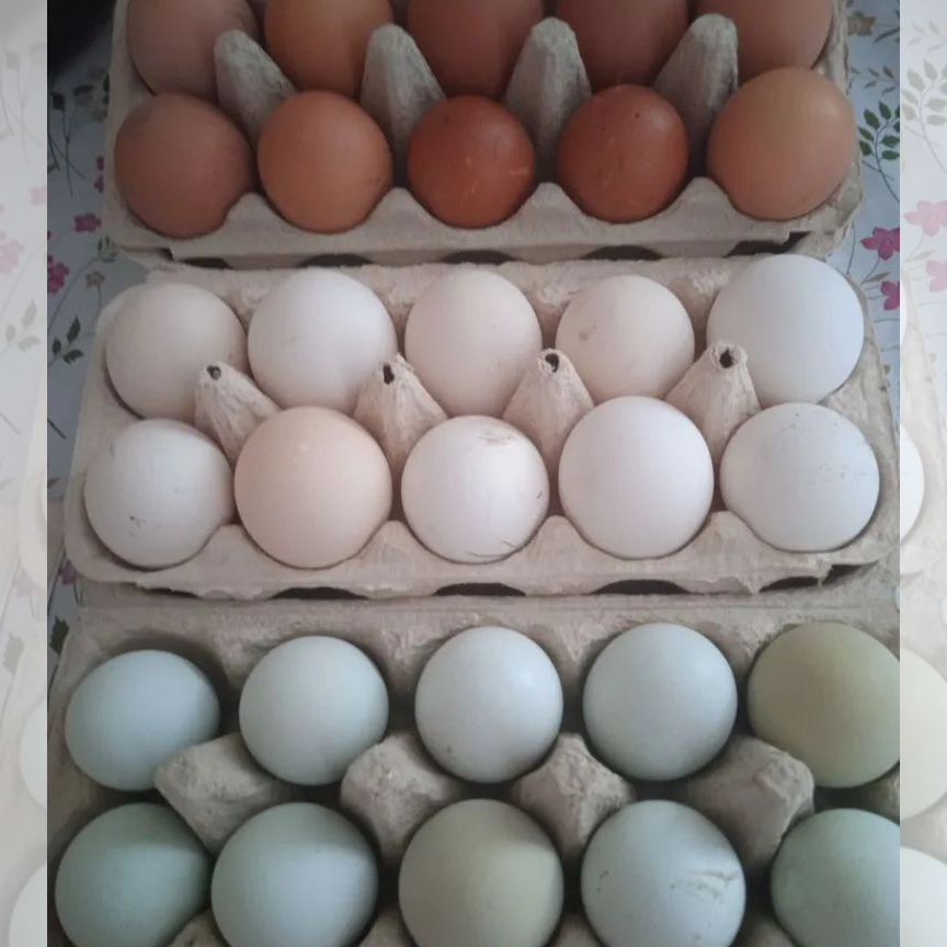 Ия Амераукана,Ливенской,Пушкинской, Павловское зол