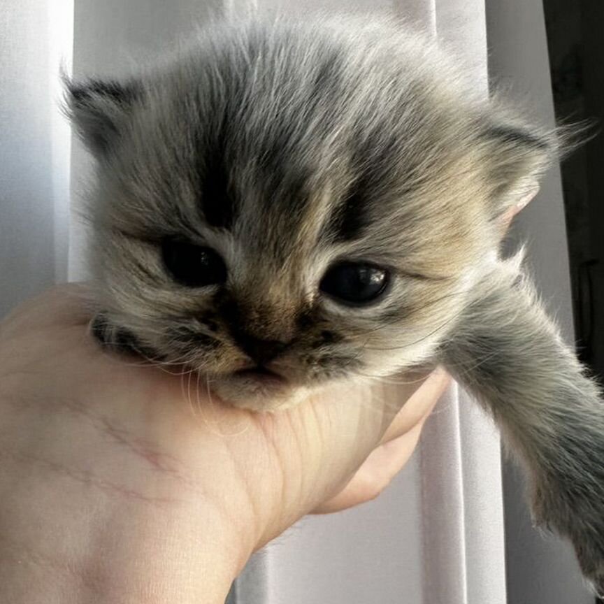 Шотландский прямоухий короткошёрстный котёнок
