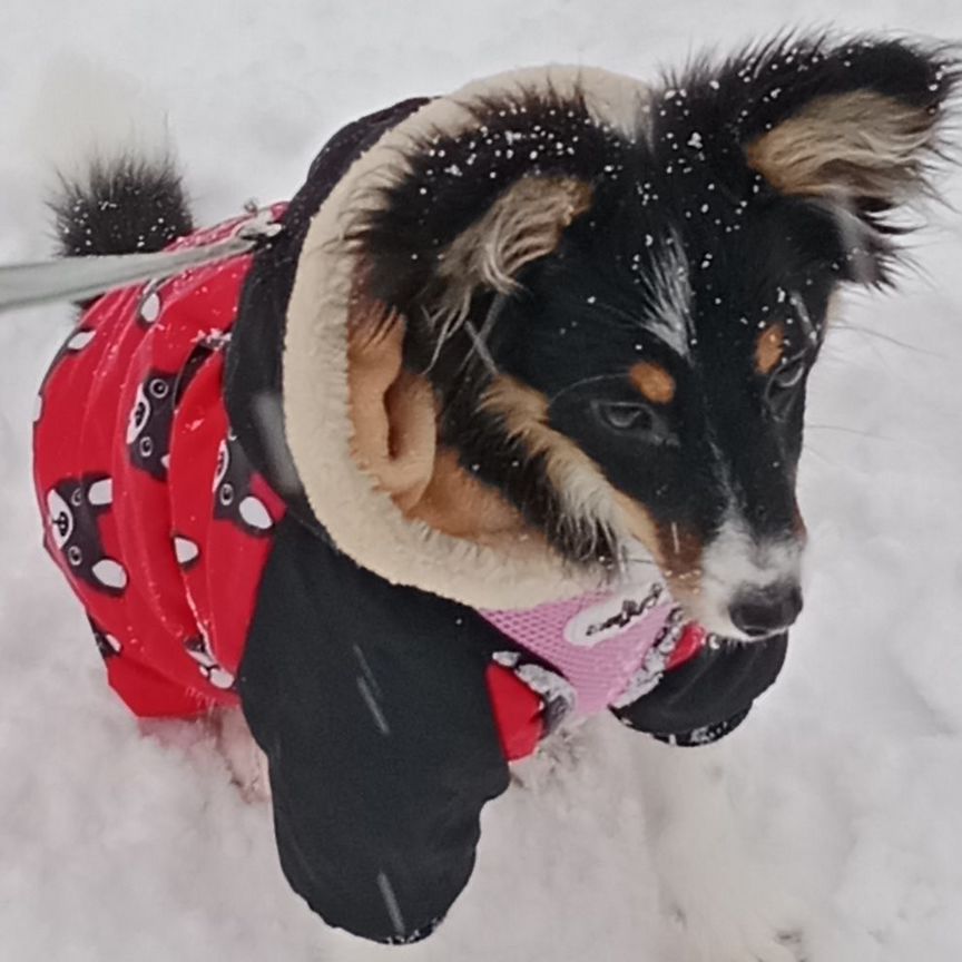 Йоркширский терьер, щенок