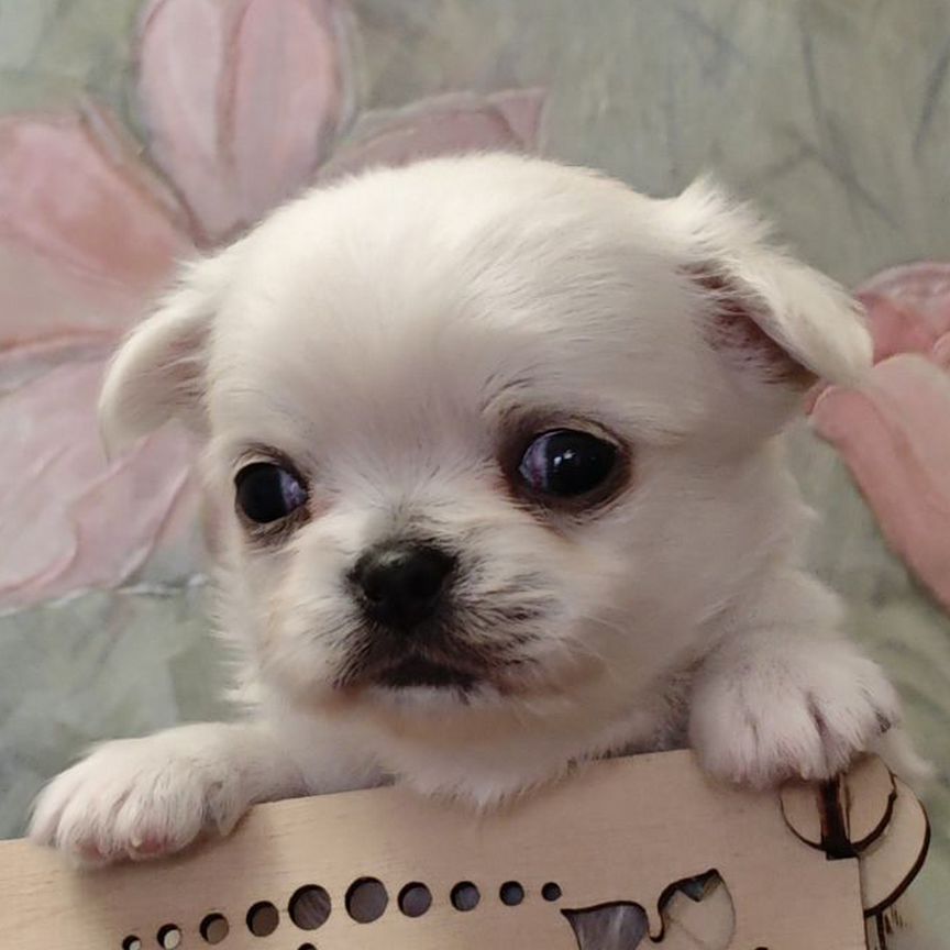 Чихуахуа, щенок