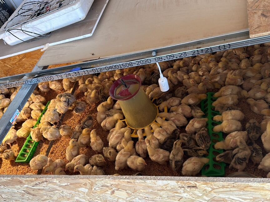 Цыплята суточные