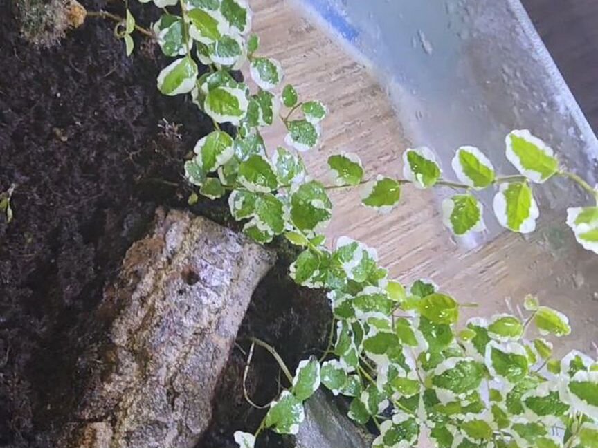 Продаю флорариум