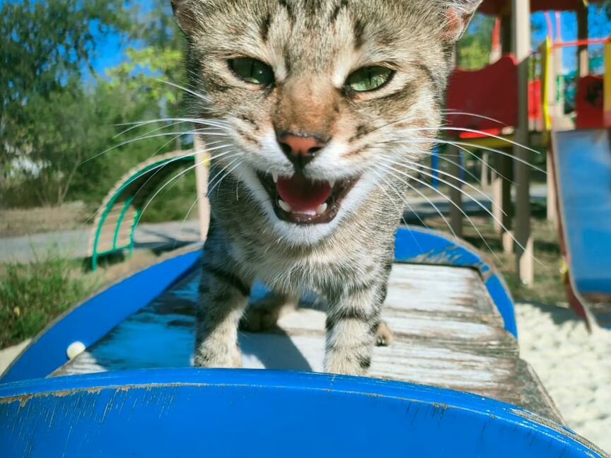 Поможем котику