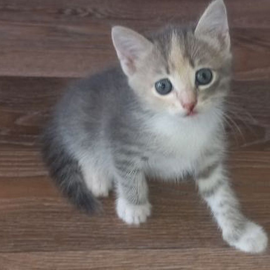 Отдам котят в добрые руки