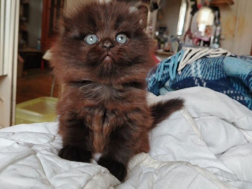 Шотландский котёнок (мальчик), шоколадный Хайленд