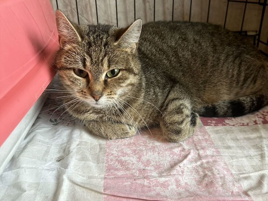 Кошка вытащена из окна