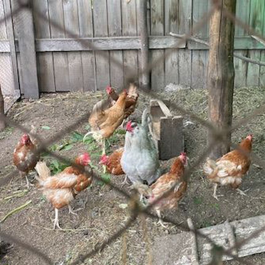 Продам петуха