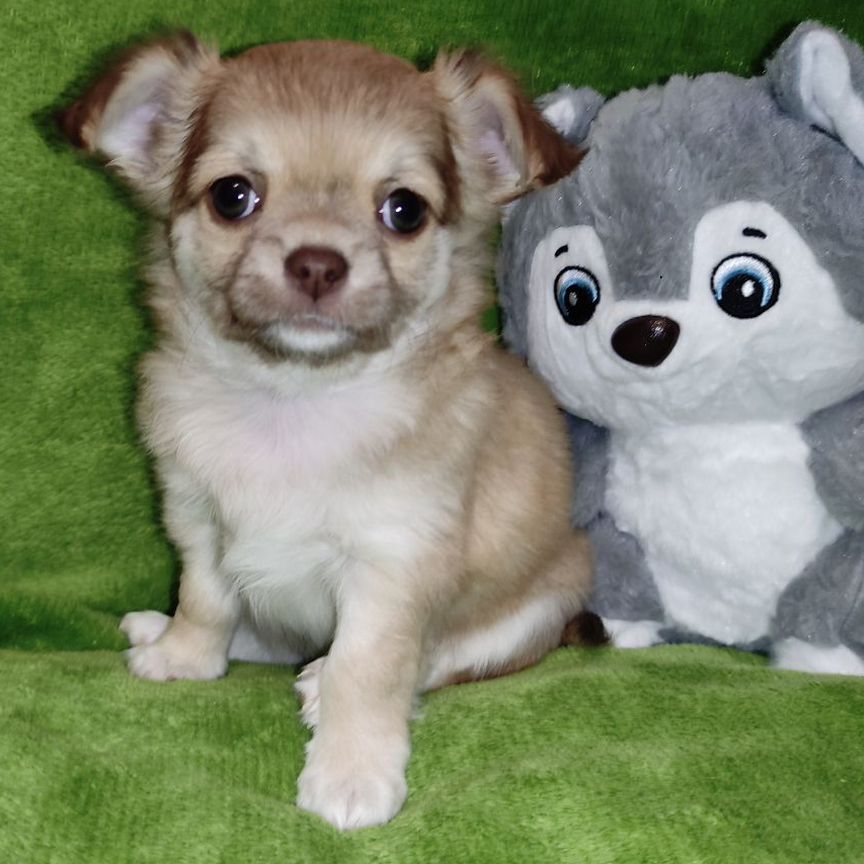 Чихуахуа, щенок