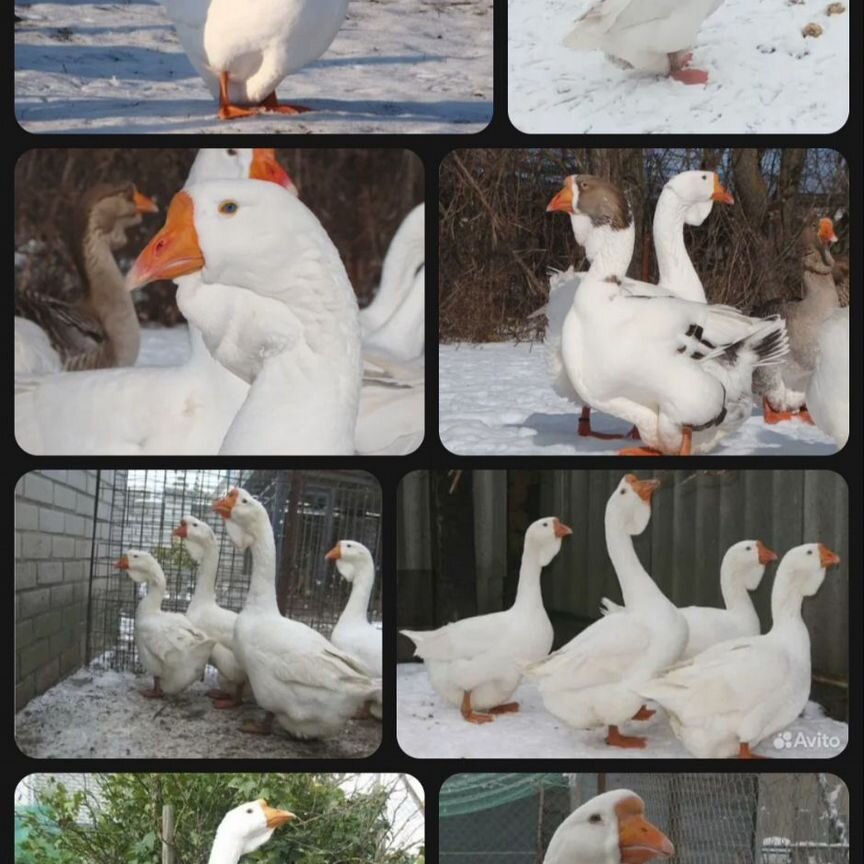 Гусь холмагор на завод.(пуха нет)