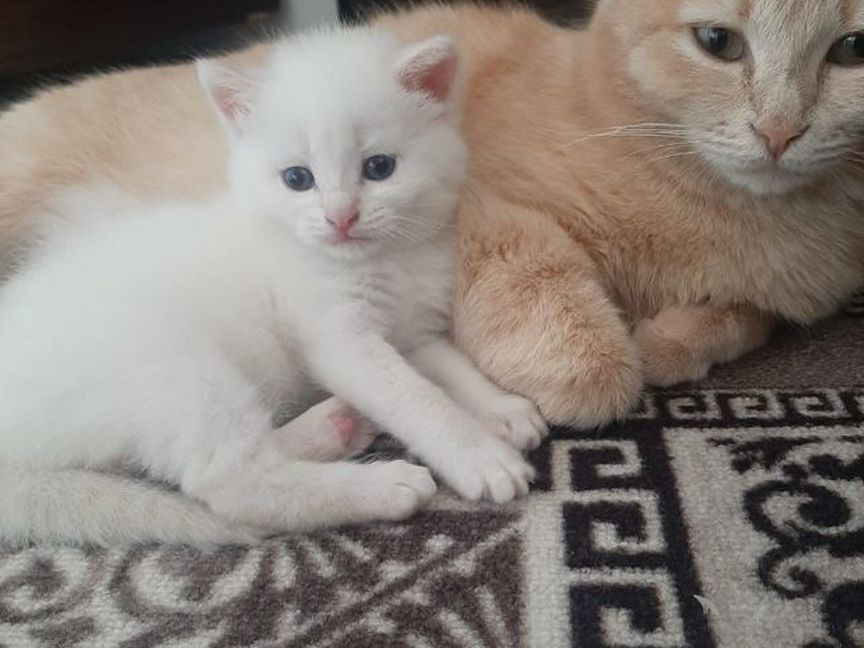 Котик беленький