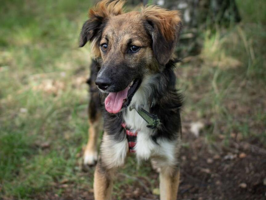 Малыш - щенок ищет дом