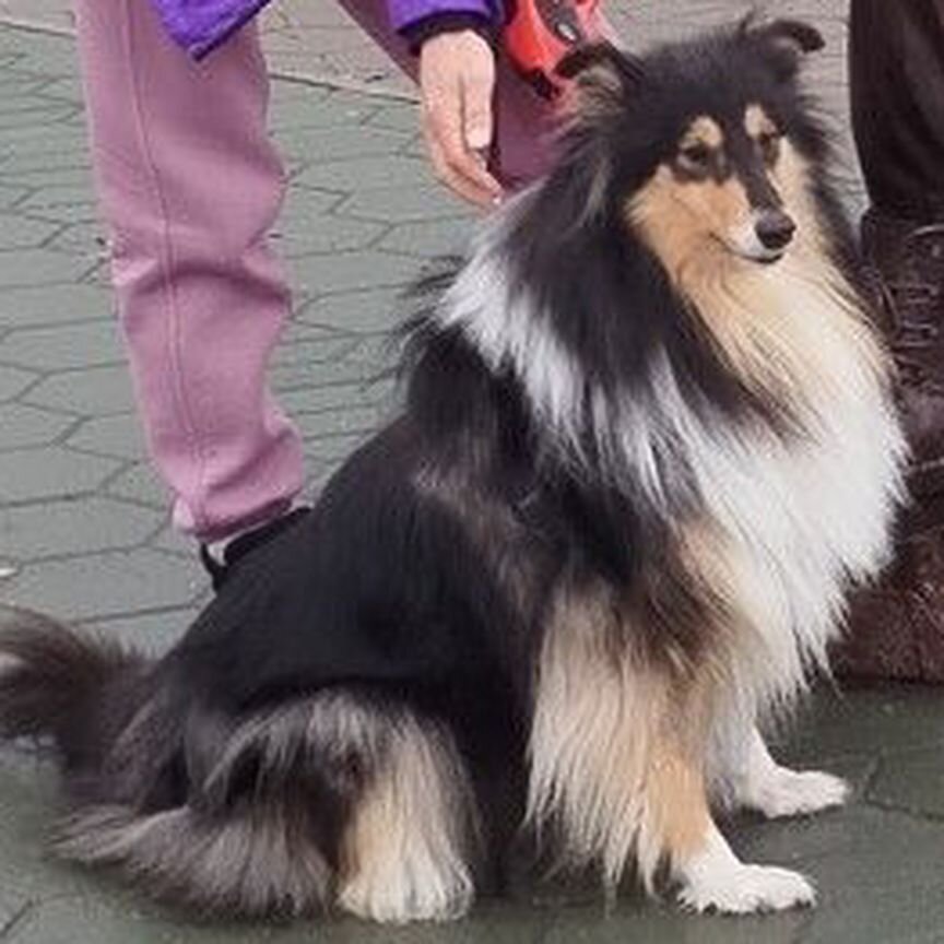 Колли, вязка