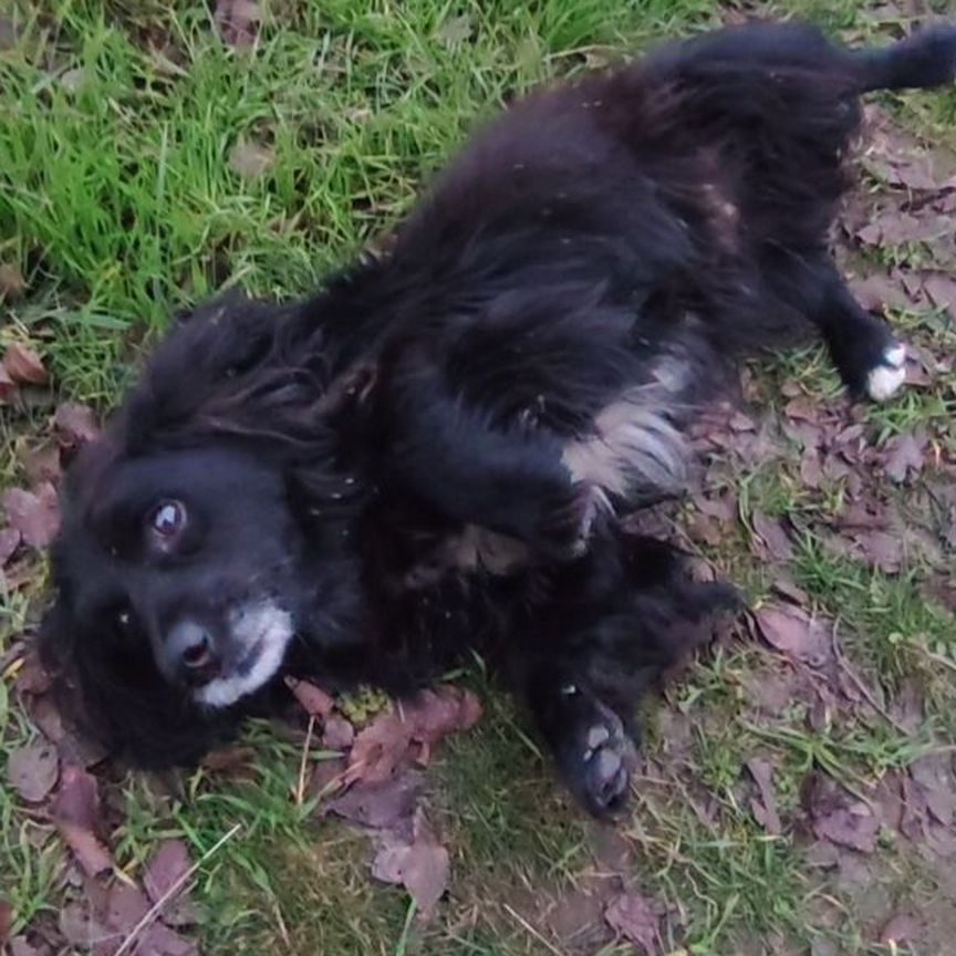 Взрослая собака в добрые руки